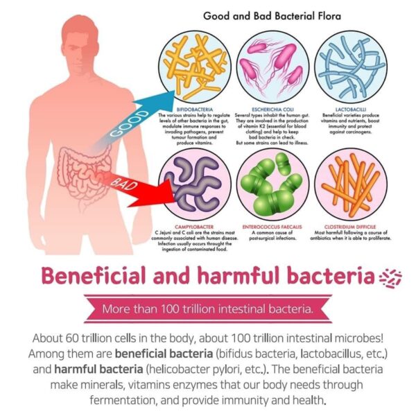 Good and Bad Bacterial Flora - KYK India